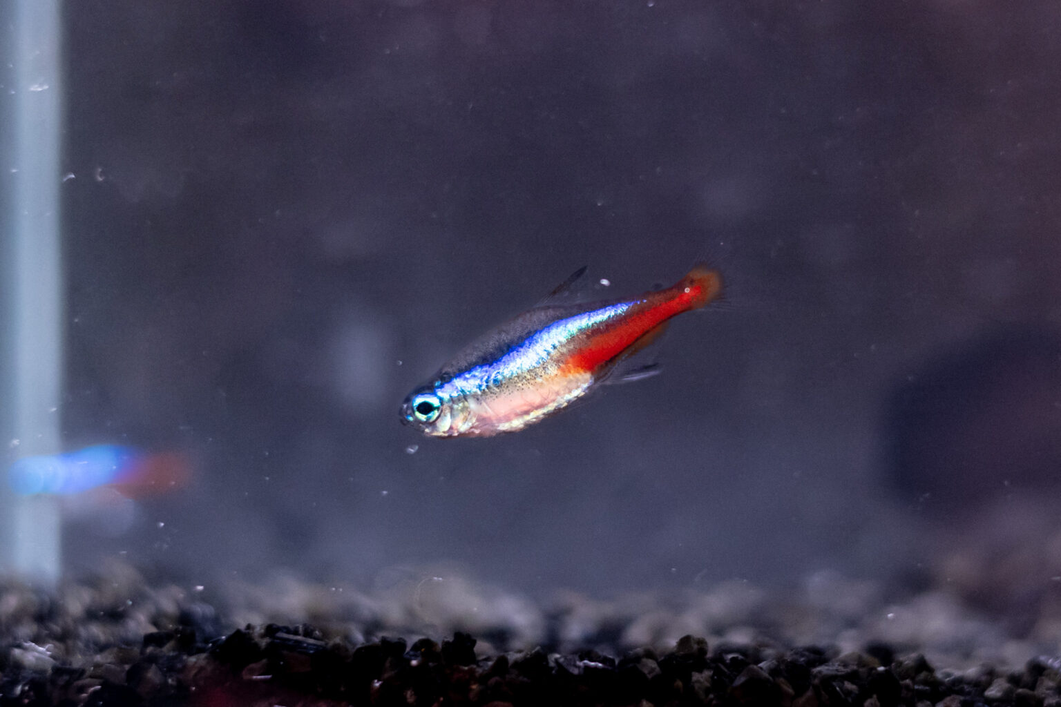 Rybickyber - Prodej akvarijních rybiček